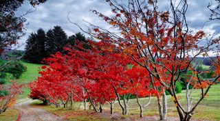 History – Lalla Flower Farm