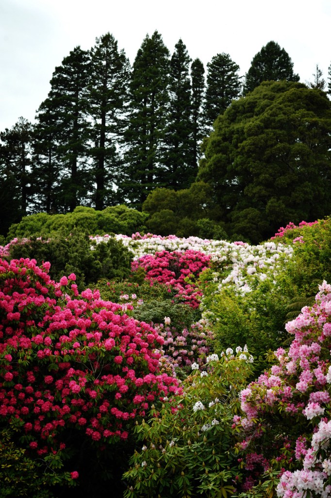 Garden Life – Lalla Flower Farm